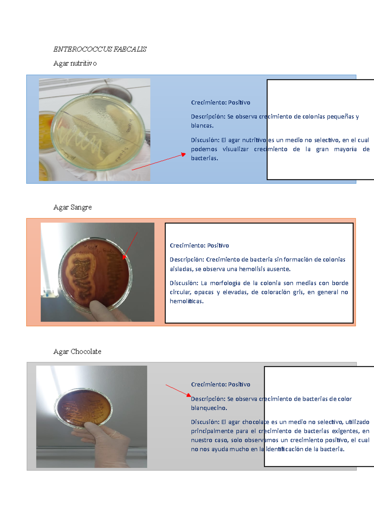 Enterococucus Feacalis Noxas informe 1 - ENTEROCOCCUS FAECALIS Agar ...