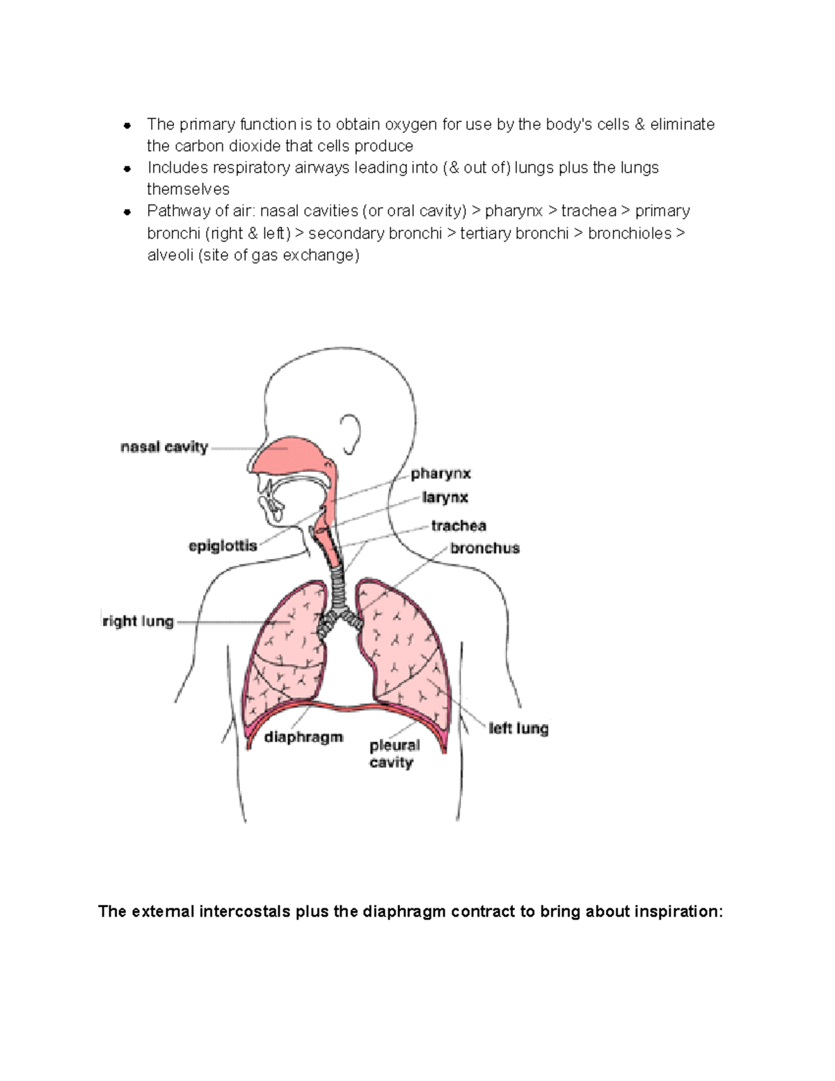 Intro to Respiratory System-Lecture Notes - The primary function is to ...