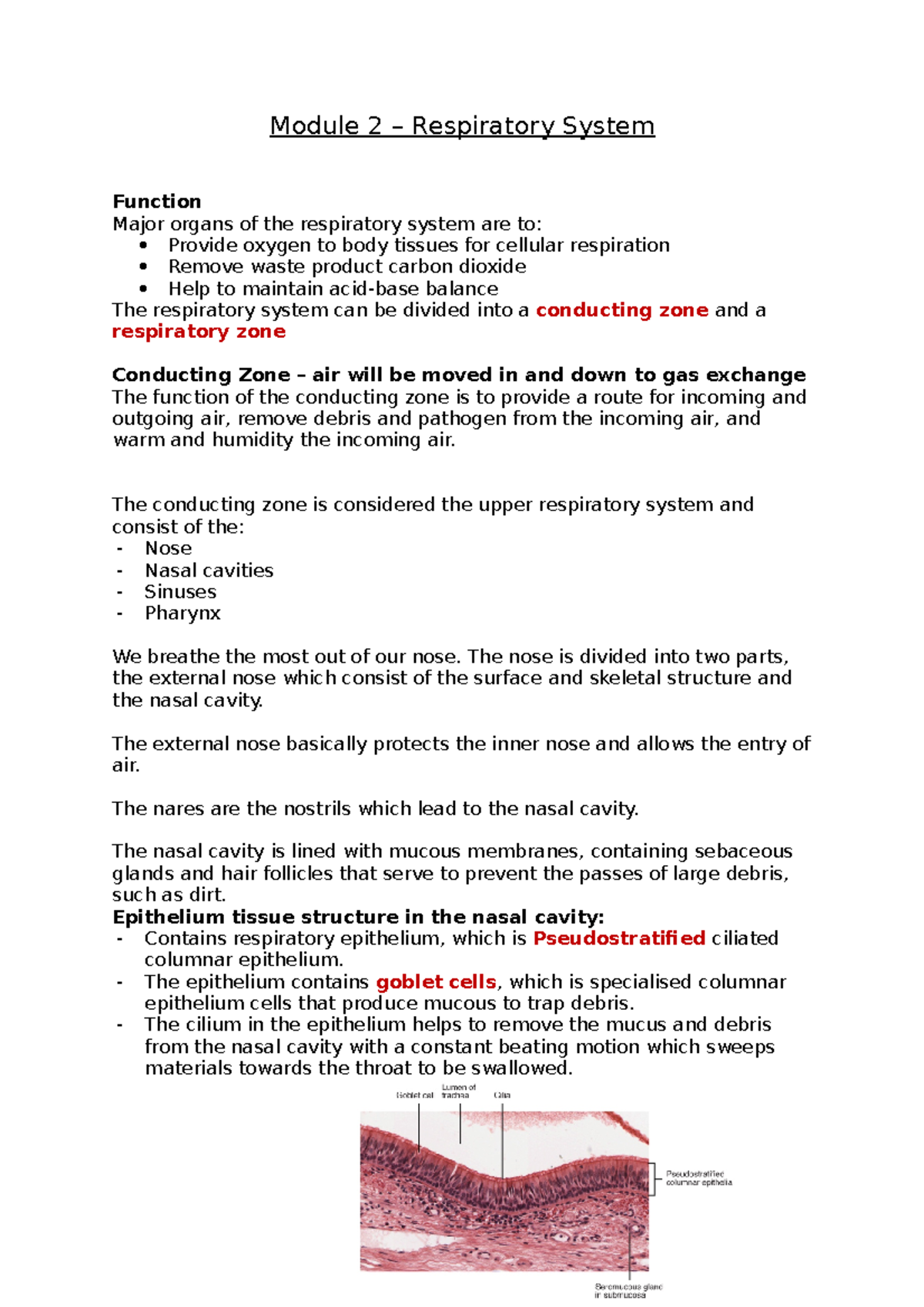 Module 2 notes - Module 2 – Respiratory System Function Major organs of ...