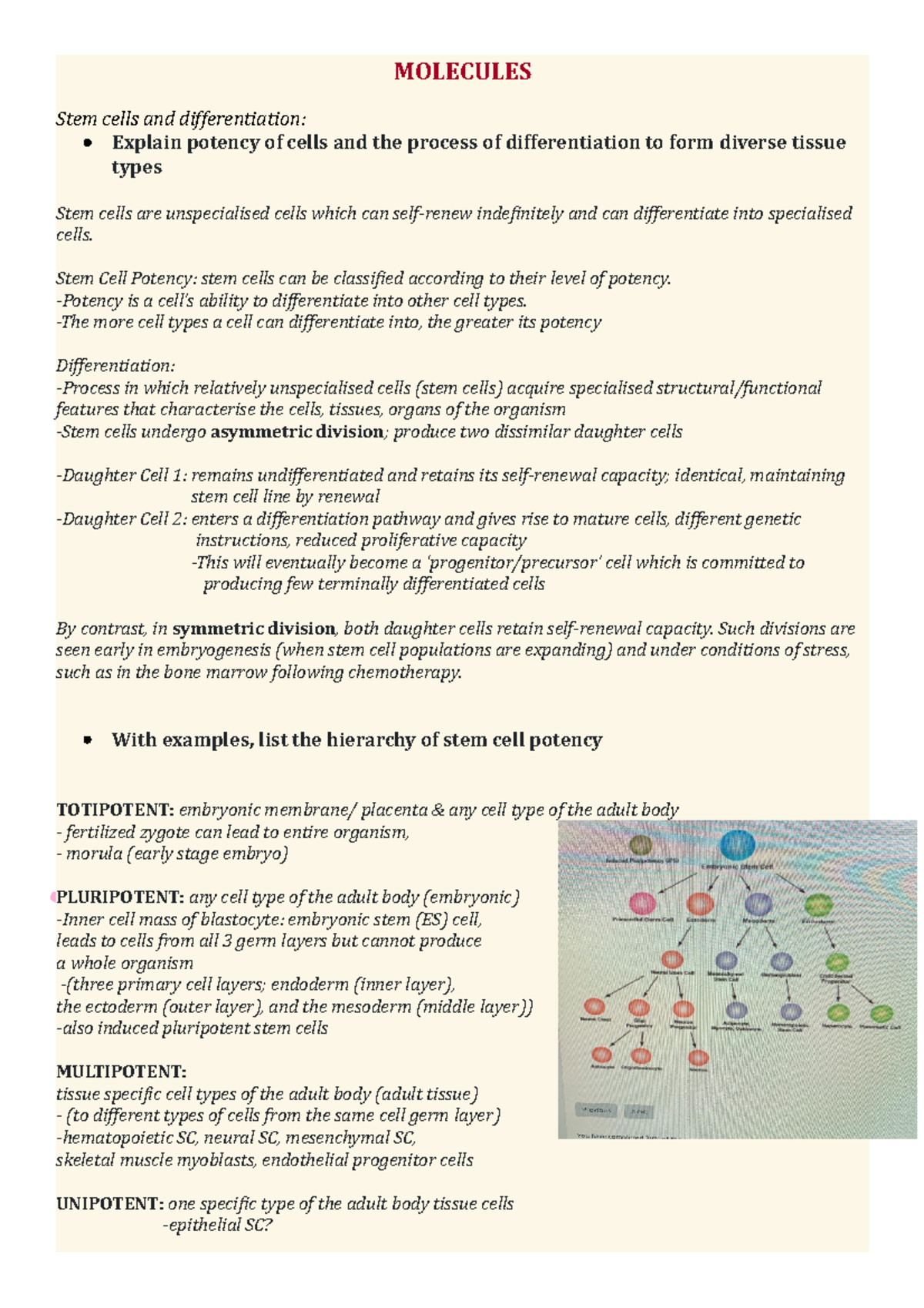 Phase 1 Week 3- Stem Cells and Differentiation - MOLECULES Stem cells ...