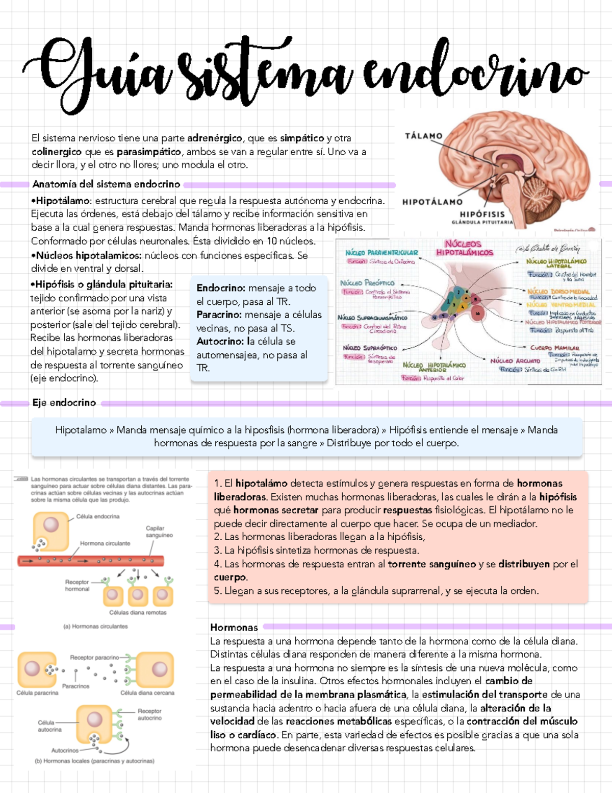 Guía fisio endo-s-r - Guía sistema endocrino El sistema nervioso tiene una parte adrenérgico ...
