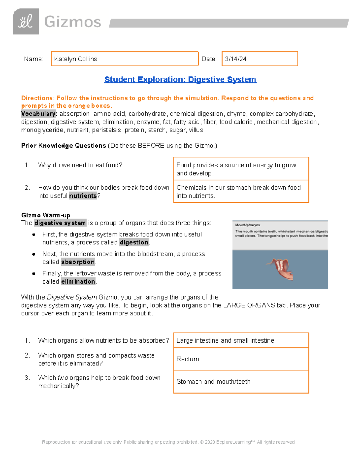 Digestive System Gizmo Student Exploration Sheet Katelyn Collins - Name ...