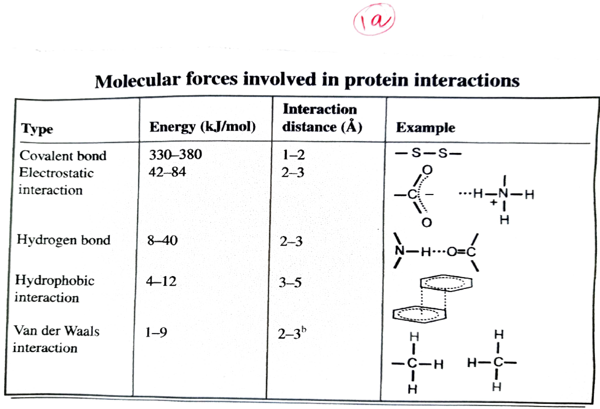 Protein 2 - According to 2023 Regulations - ( Molecular forces involved ...