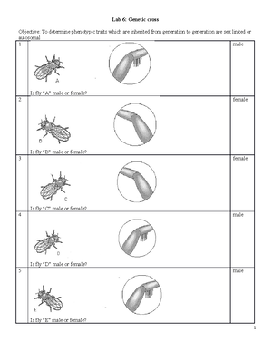 Bio experiment 4 lab report practical - Introduction: Mitosis has been ...