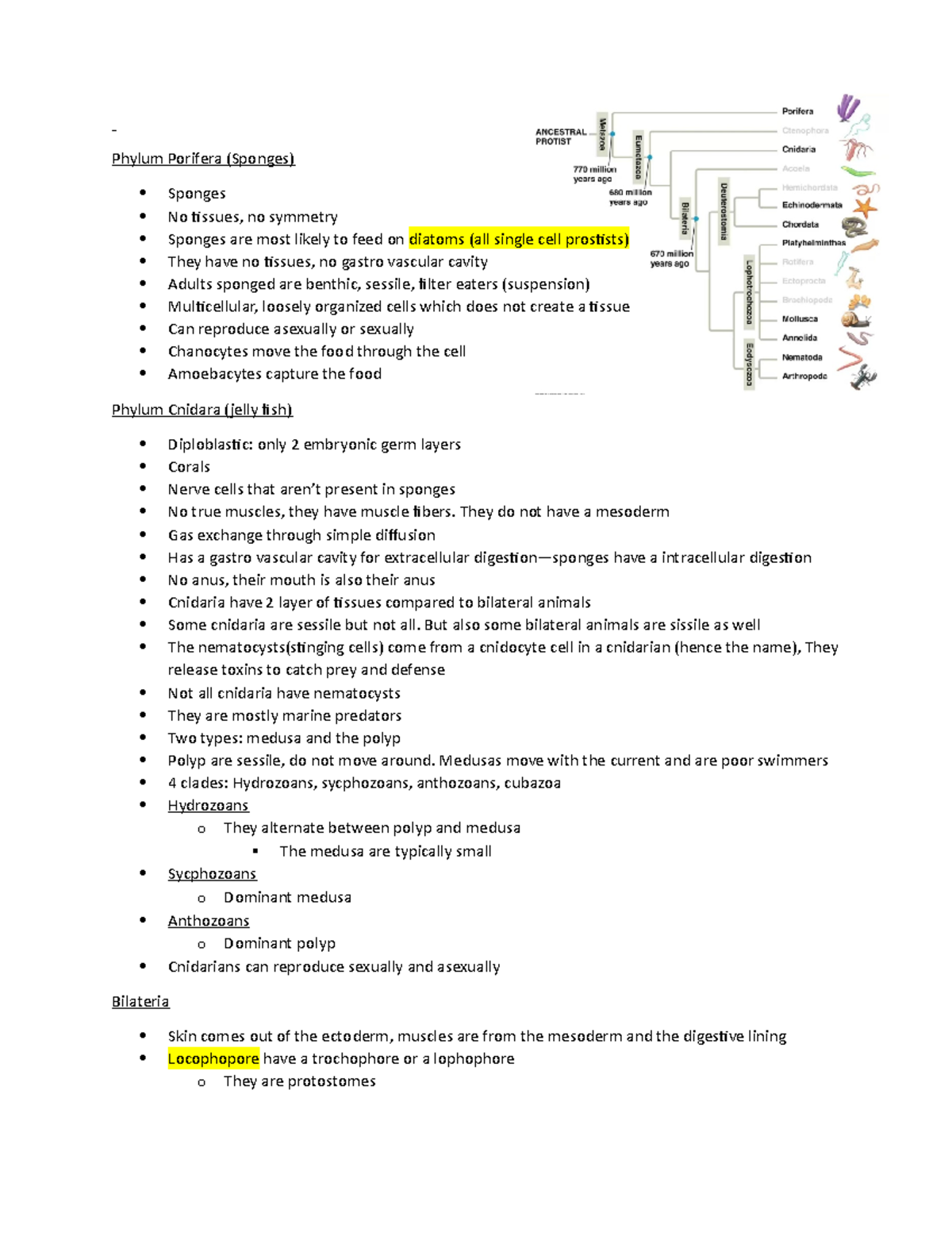 BIO- Invertebrates - Lecture notes 32-34 - Phylum Porifera (Sponges ...