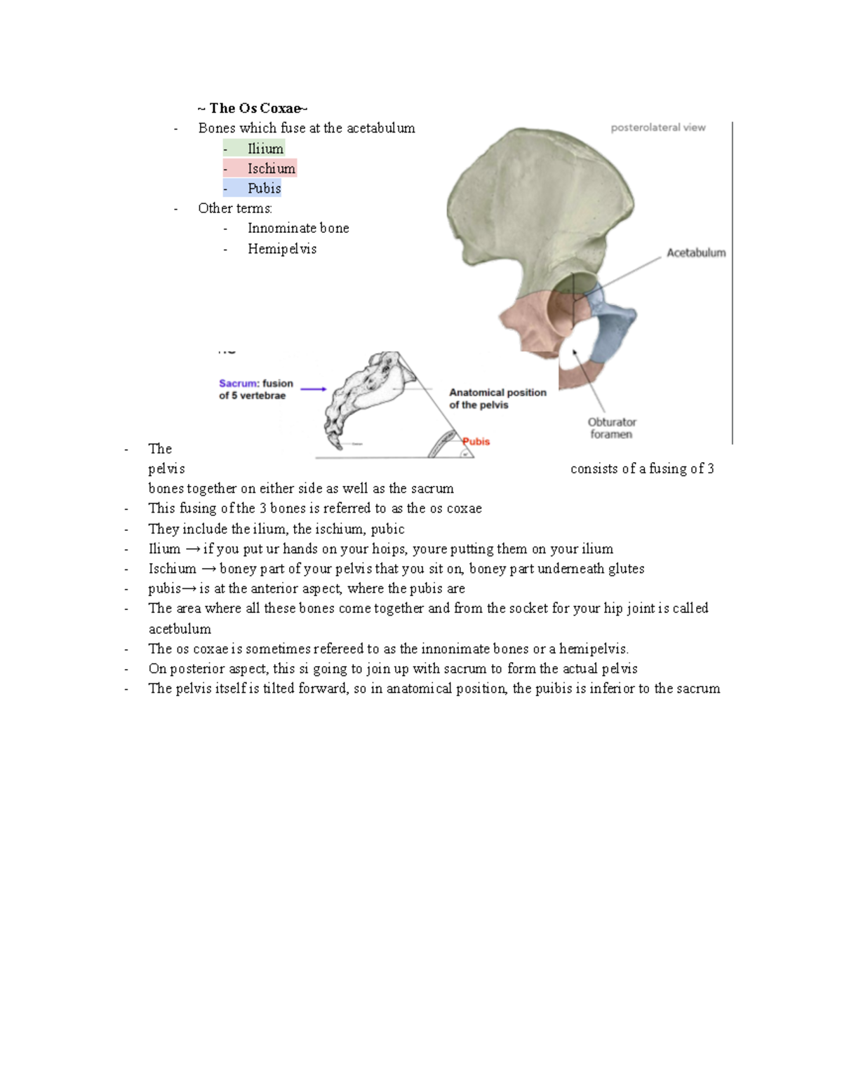 Anatomy The Os Coxae notes - ~ The Os Coxae~ Bones which fuse at the ...