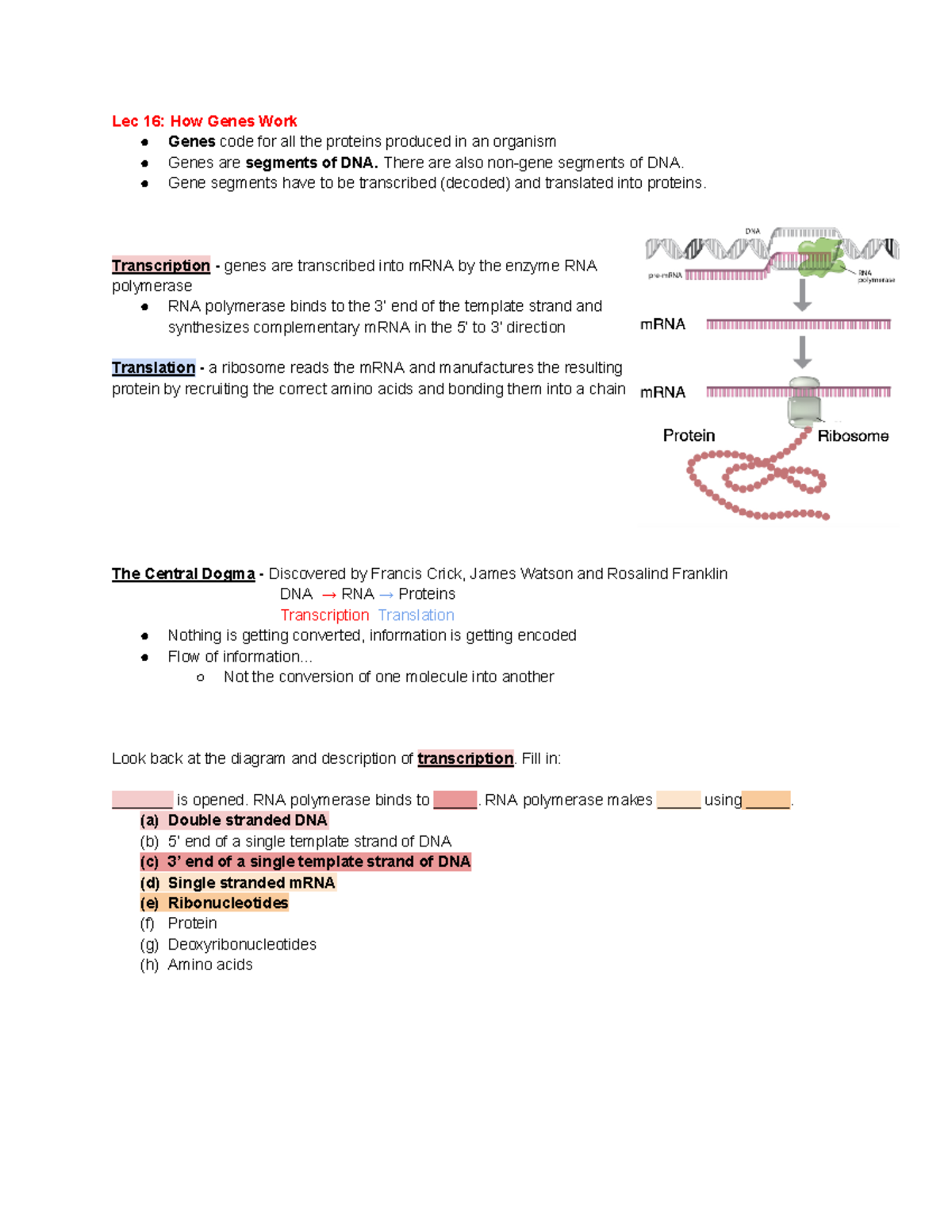 Lec 16 How Genes Work - Lec 16: How Genes Work Genes code for all the ...
