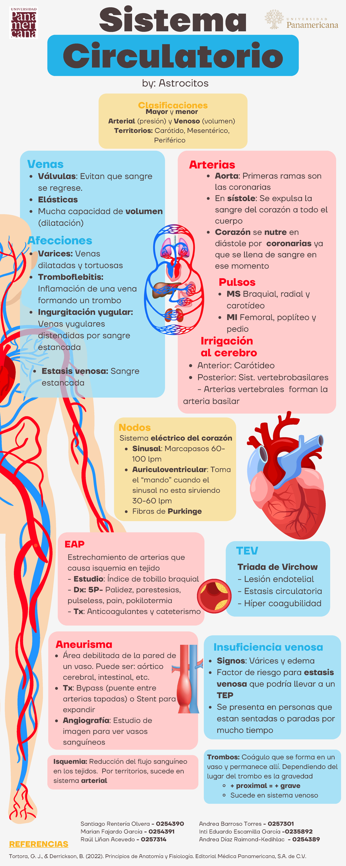 Infografía sistema circulatorio - Aorta: Primeras ramas son las ...