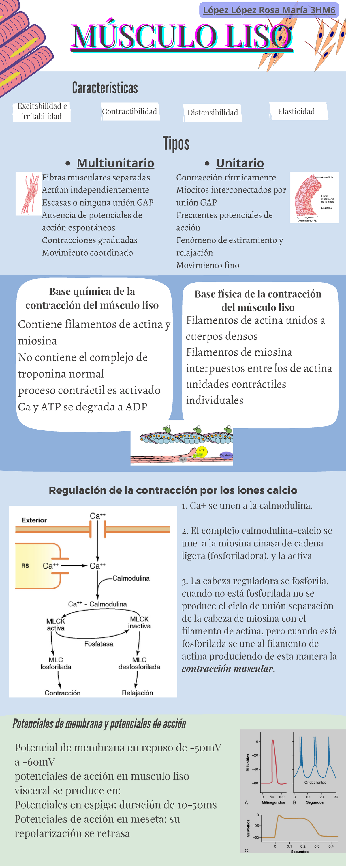 Infografia Musculo LISO - Contracción rítmicamente Miocitos ...
