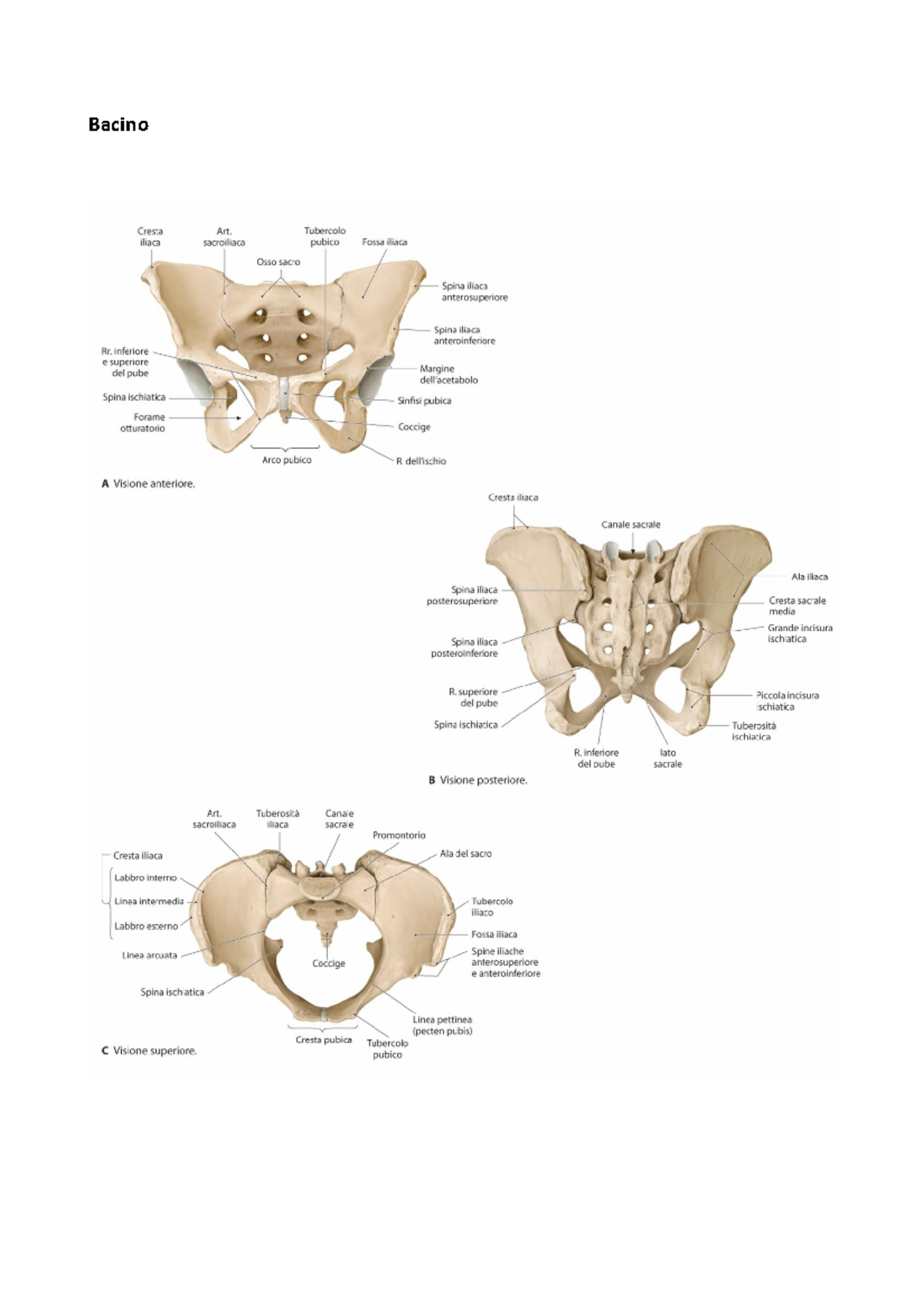 Lezione 4 Anatomia 15 - Bacino Il bacino o cavità pelvica è di natura ...