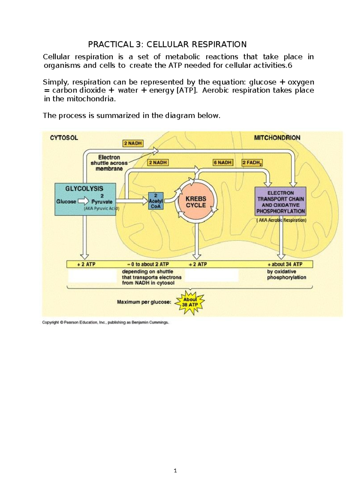 Lab Activities Week 3 - PRACTICAL 3 : CELLULAR RESPIRATION Cellular ...