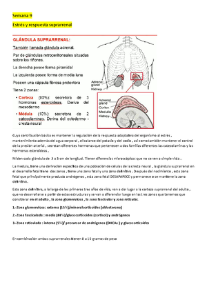 Sistema Reproductor Masculino - Warning: TT: undefined function: 32 Semana 11. Sistema Endocrino ...