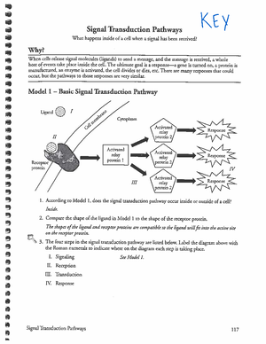 KEY Pogil Cellular Respiration - Studocu