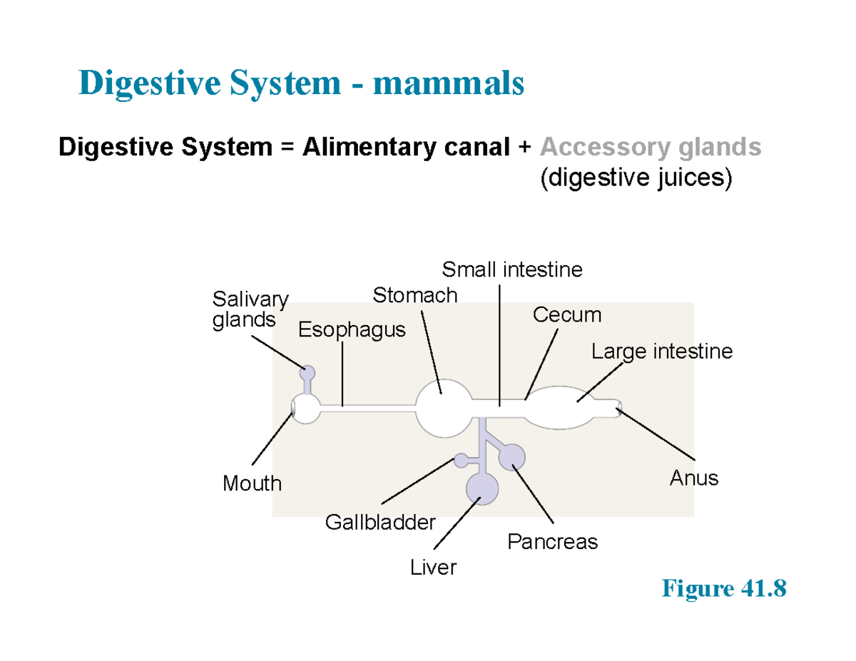 BIOL1030 Lecture 10 class - Copyright © 2018 Pearson Canada Inc. 41 - 1 ...