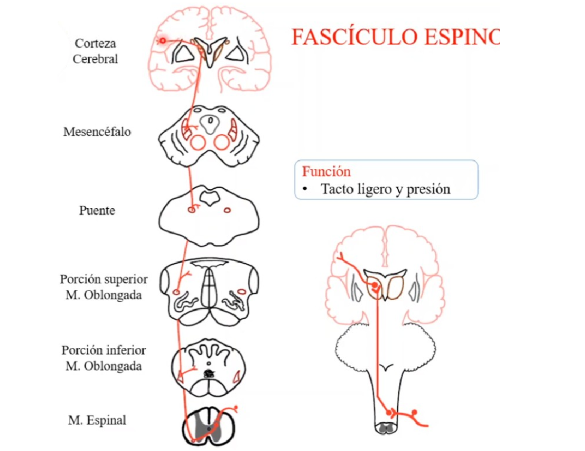 Doc2 - conducto mesonéfiricoinflamatorios así como IL (interleucinas) 1 ...