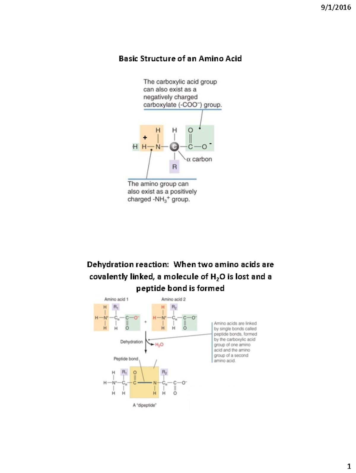 Student notes Thursday Week 2 - Basic Structure of an Amino Acid ...