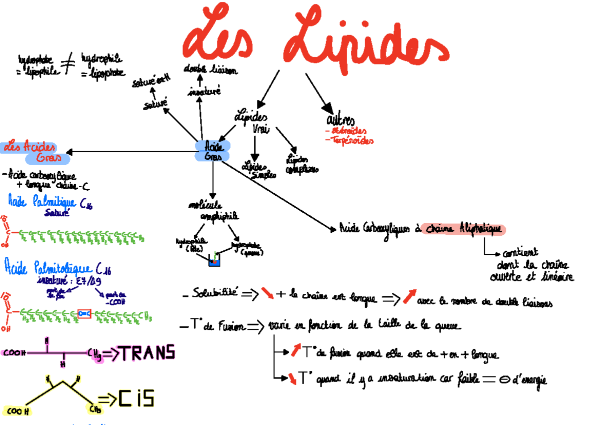 SPR biochimie - Les Lipides hydrophobe lipophile Thon double lipophobe ...