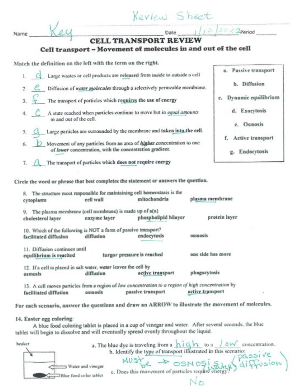 Copy of 12 09 2022 Cell Transport Review Worksheet-AK - FMS 2023 - Studocu