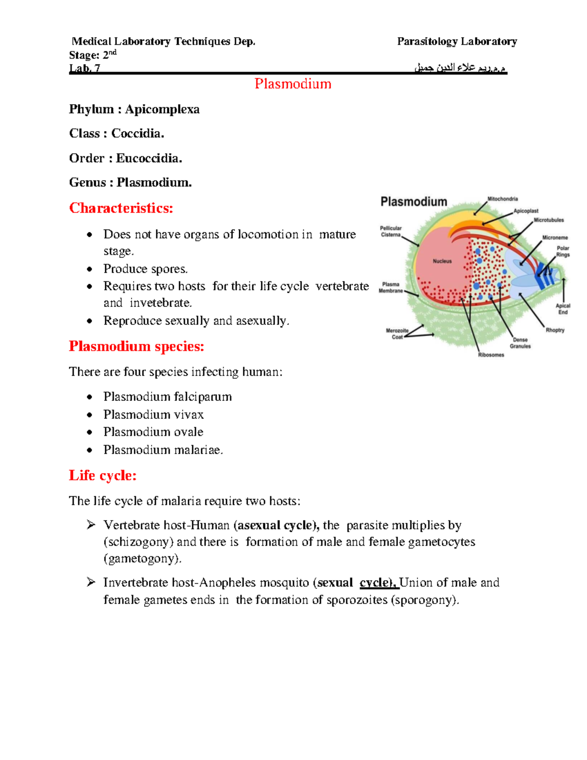 Plasmodium - l parasitology - Stage: 2nd Lab. 7 م.م.ريم علاء الدين جميل ...