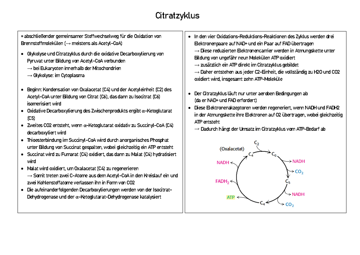 Citratzyklus - Zusammenfassung für das erste Stex - Citratzyklus In den ...