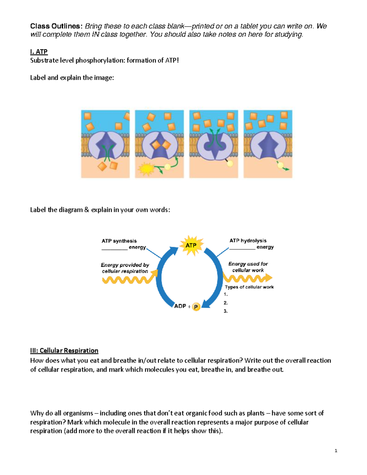 Lesson 6 Class Outline Energy Enzymes Cellular Respiration Class Outlines Bring These To Each