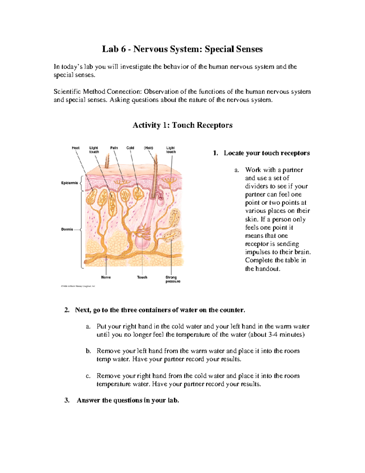 Specail Senses Lab - practice - Lab 6 - Nervous System: Special Senses ...