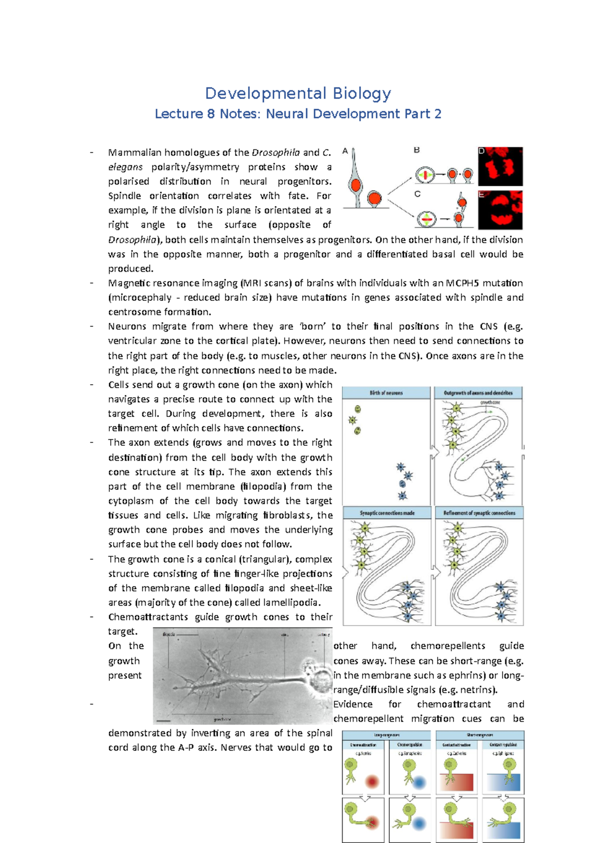 Lecture 8 Notes (Neural Development Part 2) - Developmental Biology ...