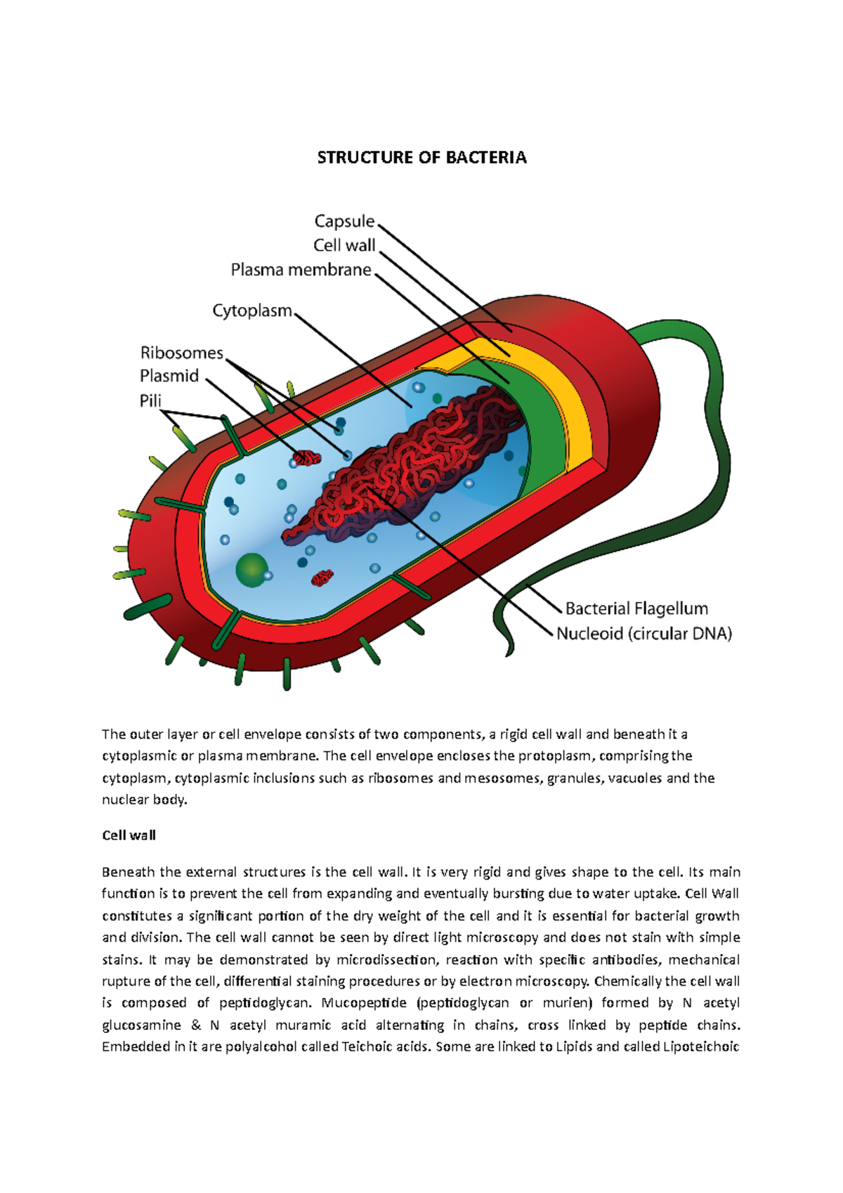Stucture of bacteria - STRUCTURE OF BACTERIA The outer layer or cell ...
