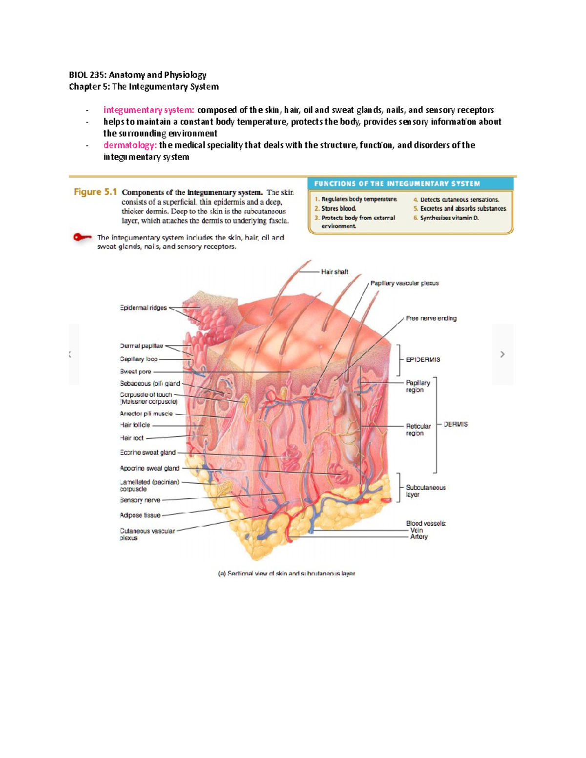 BIOL 235 Ch 5 - ch 5 - BIOL 235: Anatomy and Physiology Chapter 5: The ...
