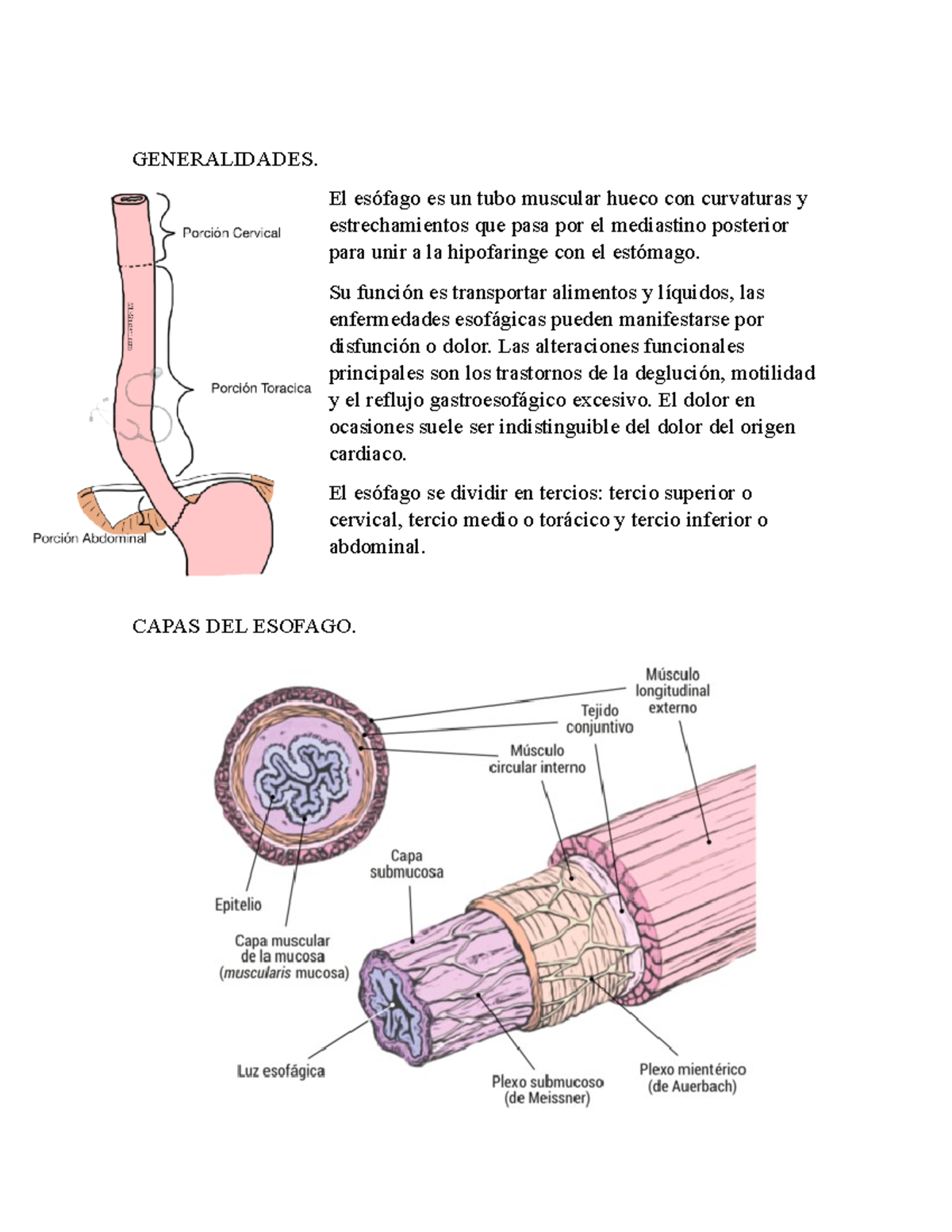Esofago - Resumen - GENERALIDADES. El esófago es un tubo muscular hueco ...
