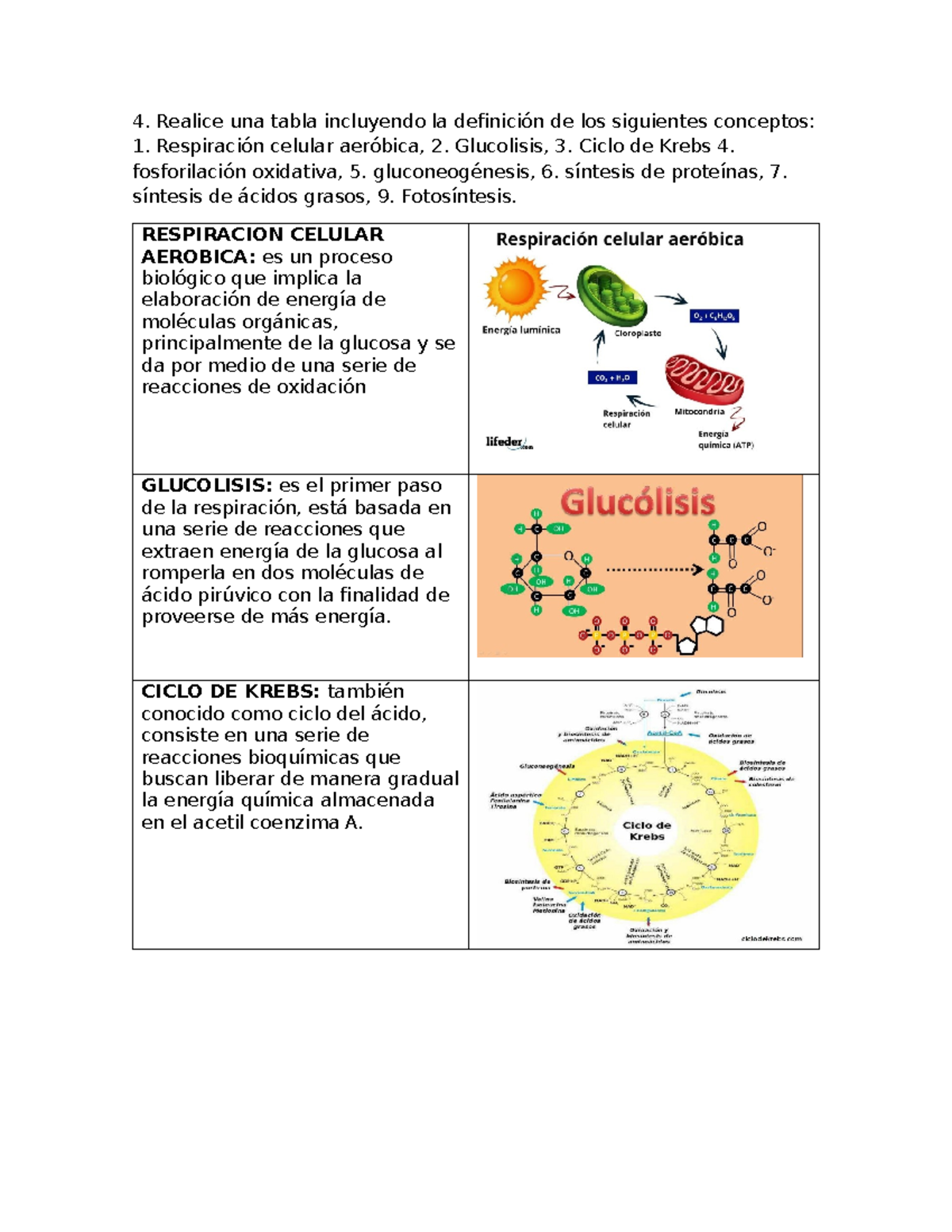 Bioquimica-metabolismo primario - Realice una tabla incluyendo la ...