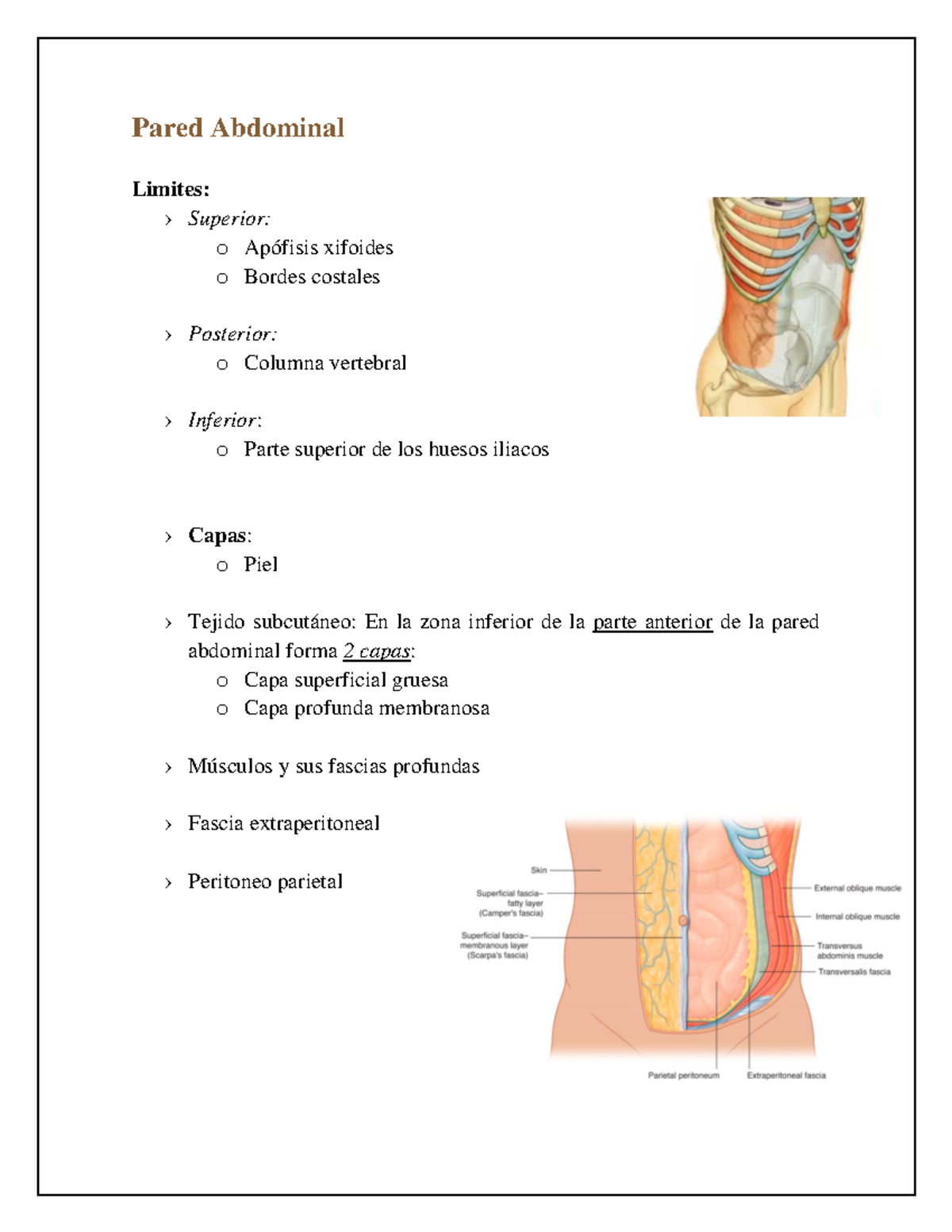 Guía-4. Pared del abdomen e Ingle, resumen de diapositivas - Anatomía ...