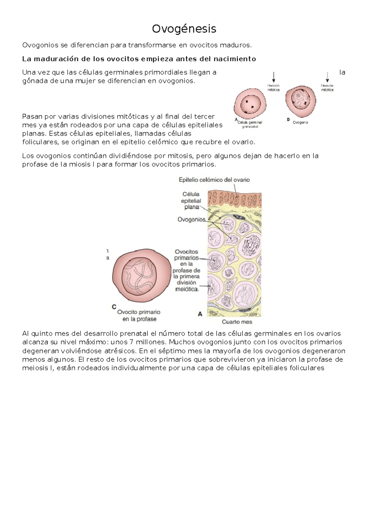 Apunte Ovogénesis - ... - Ovogénesis Ovogonios se diferencian para ...