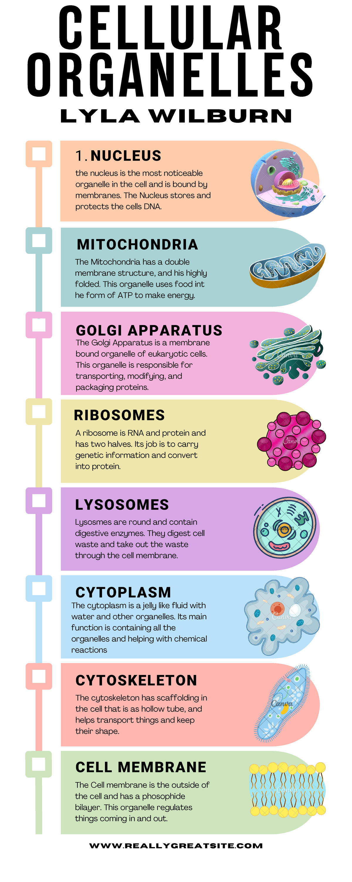 Cellular organelles poster - CYTOSKELETON CYTOPLASM 1. NUCLEUS ...