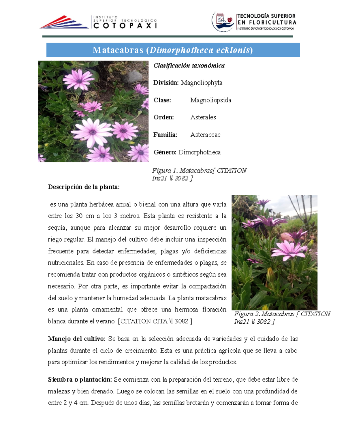 Collay Blanca Album 2025 - Matacabras (Dimorphotheca ecklonis ...