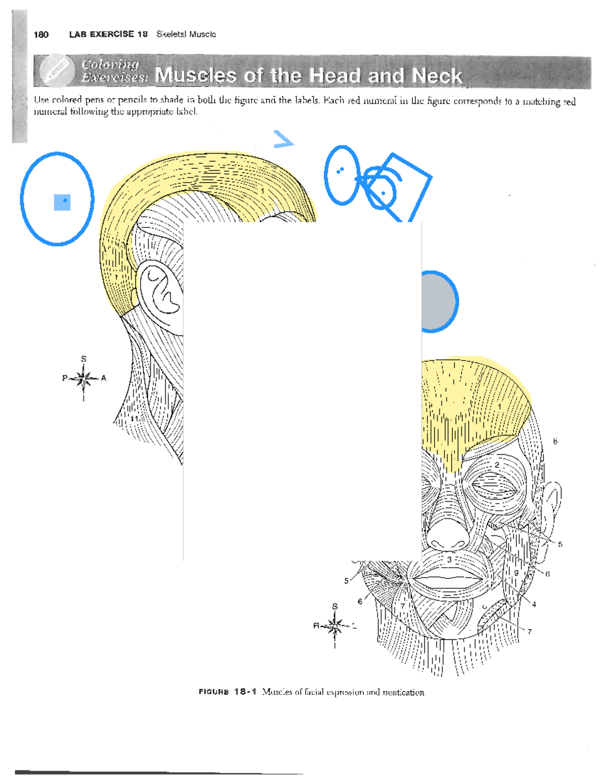 Head and Neck Gross Anatomy - EXPH 364 - Studocu