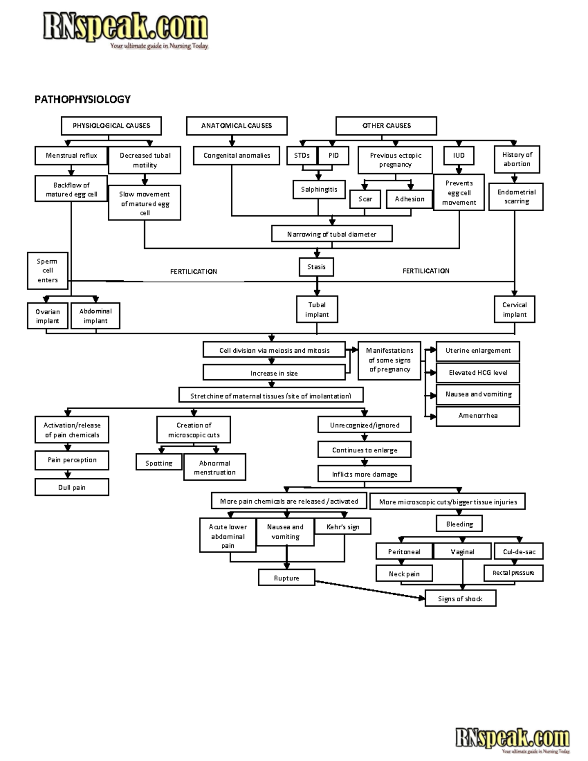 279890209 Ectopic Pregnancy Pathophysiology - PATHOPHYSIOLOGY ...