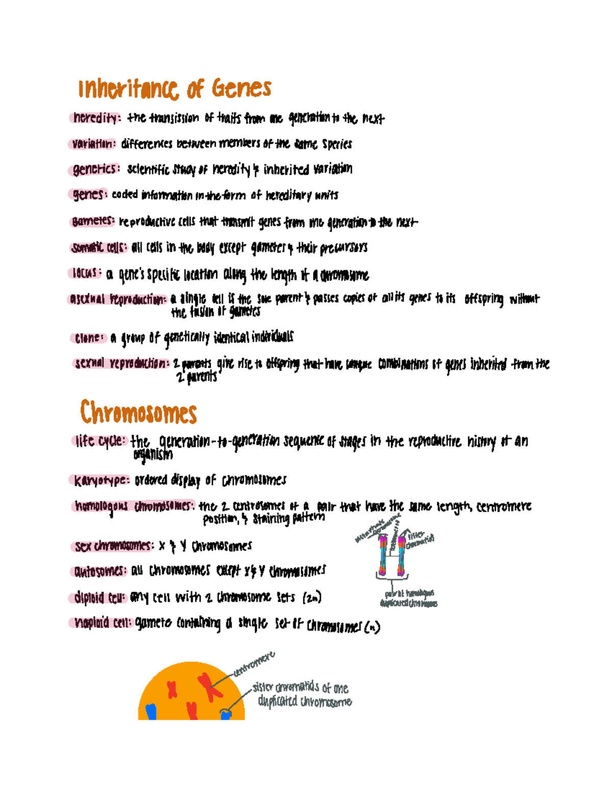Book Notes Chapter 13 Meiosis and Sexual Life Cycles - Inheritance of ...