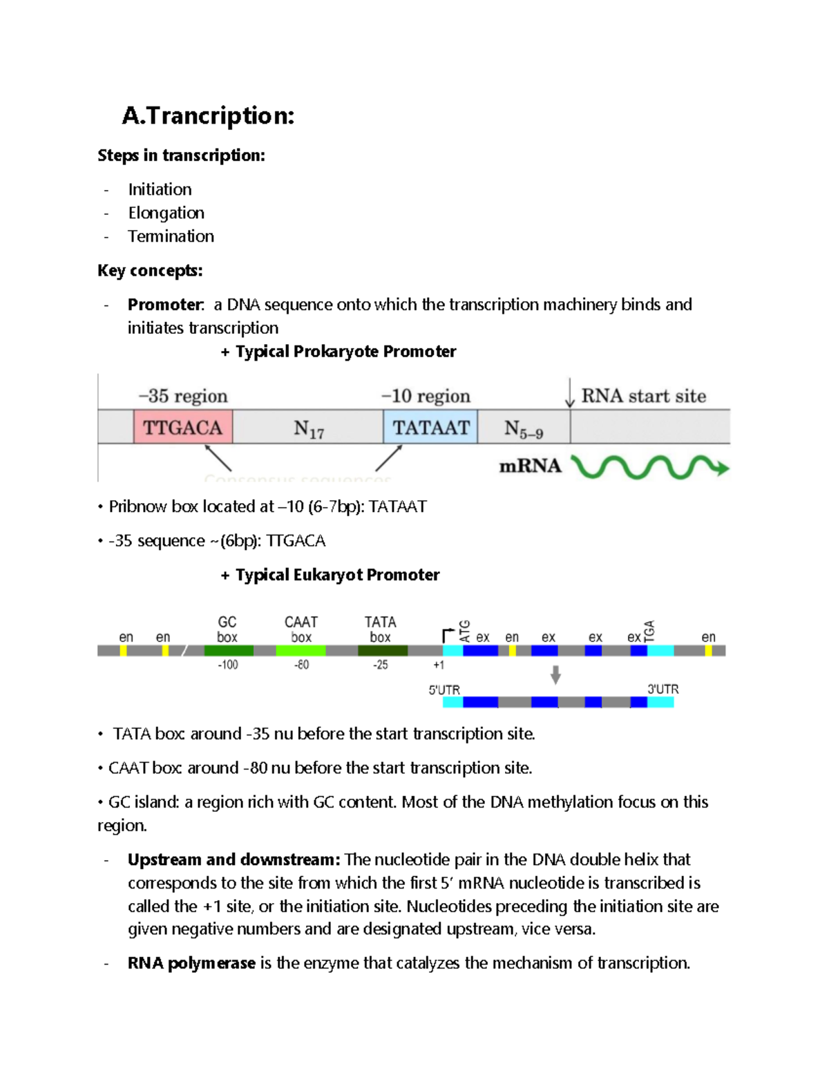 Transcription-and-translation - A. Trancription: Steps in transcription ...