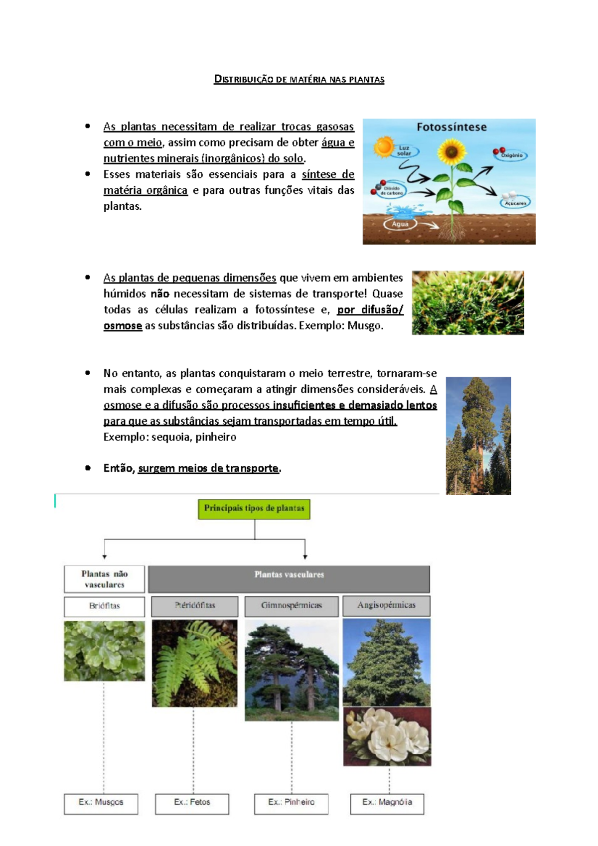 Resumo 1º teste - swsws - DISTRIBUIÇÃO DE MATÉRIA NAS PLANTAS As ...