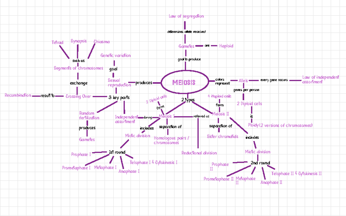 Meiosis Concept map - BIOL 1403 - Studocu