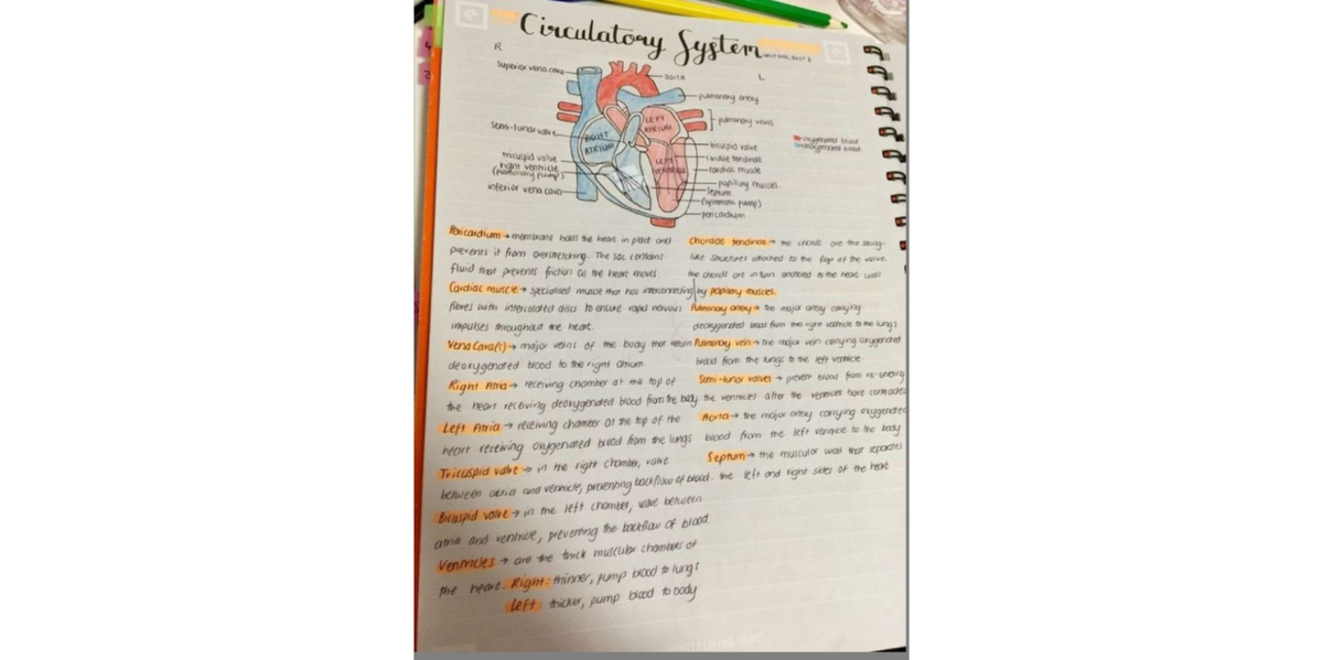 Humananatomy 7 - Human Anatomy notes for studying and practice - R ...