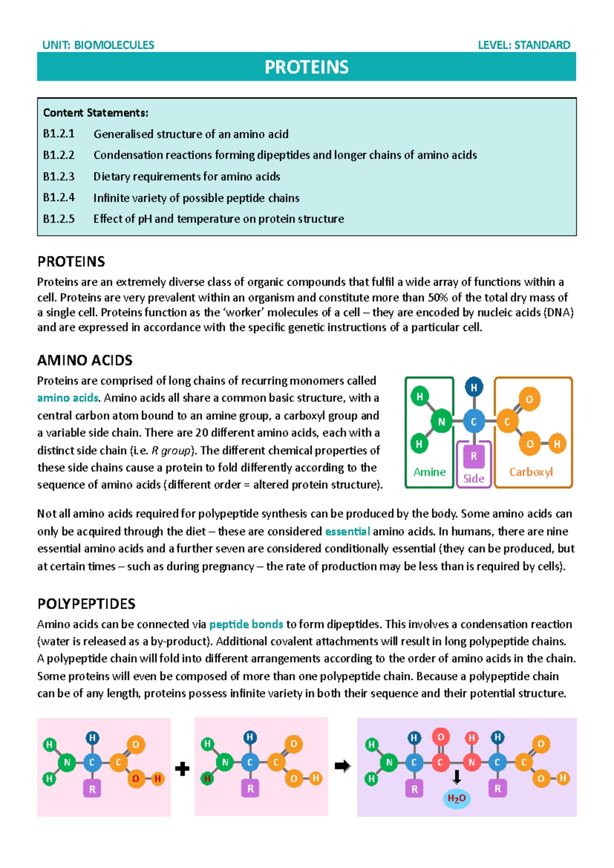 1.6 Proteins - AP Bio - related to protein structure notes - UNIT ...