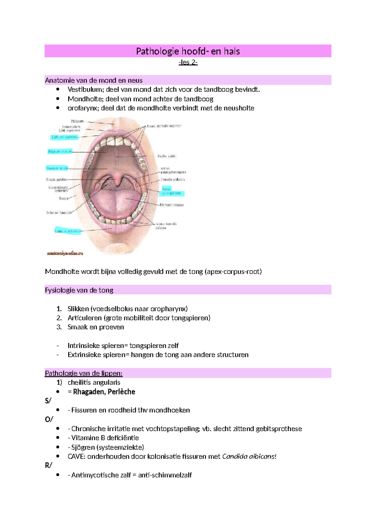 Lippen en mond-les 2 - Pathologie hoofd- en hals -les 2- Anatomie van ...