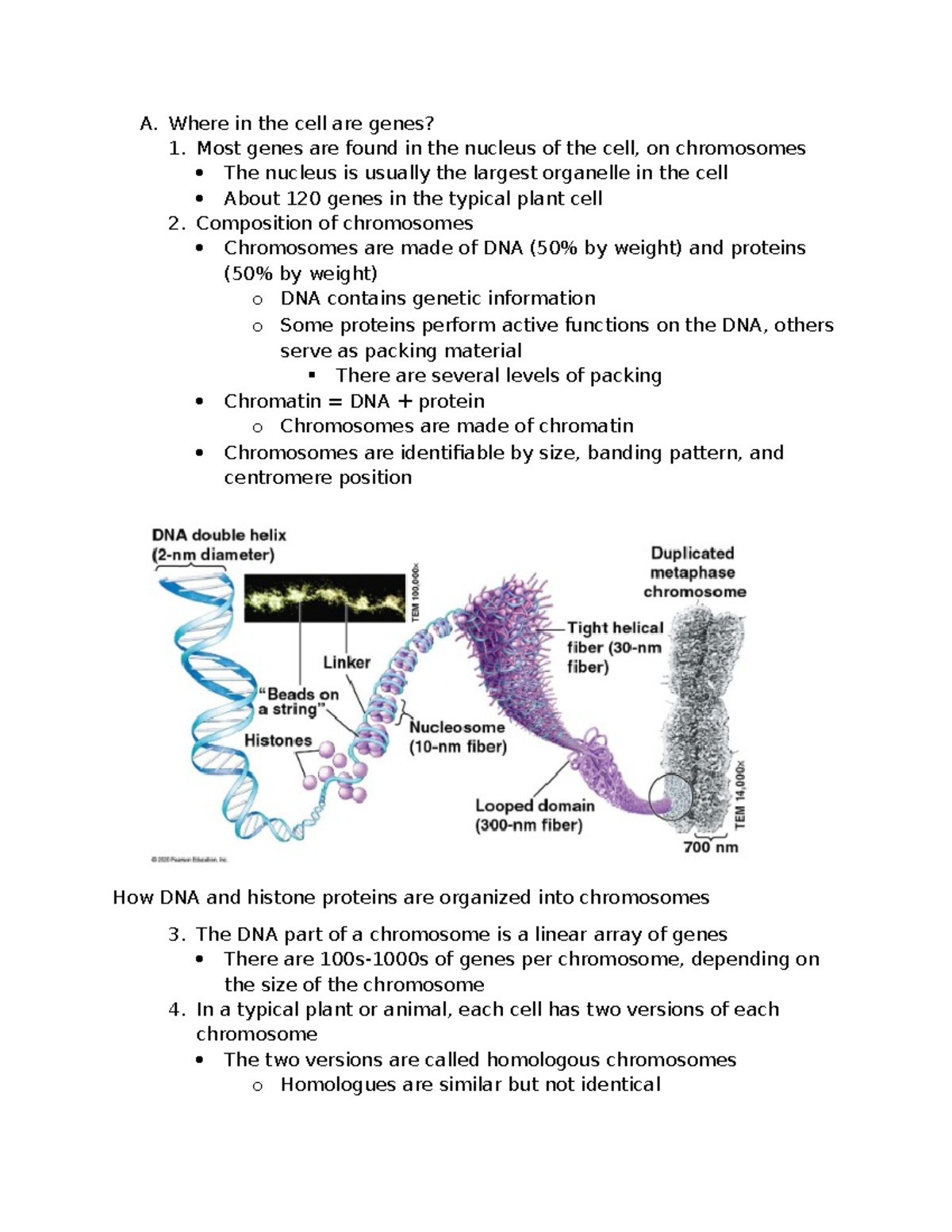 Mitosis meiosis and sexual life cycles - biology 150A - A. Where in the ...