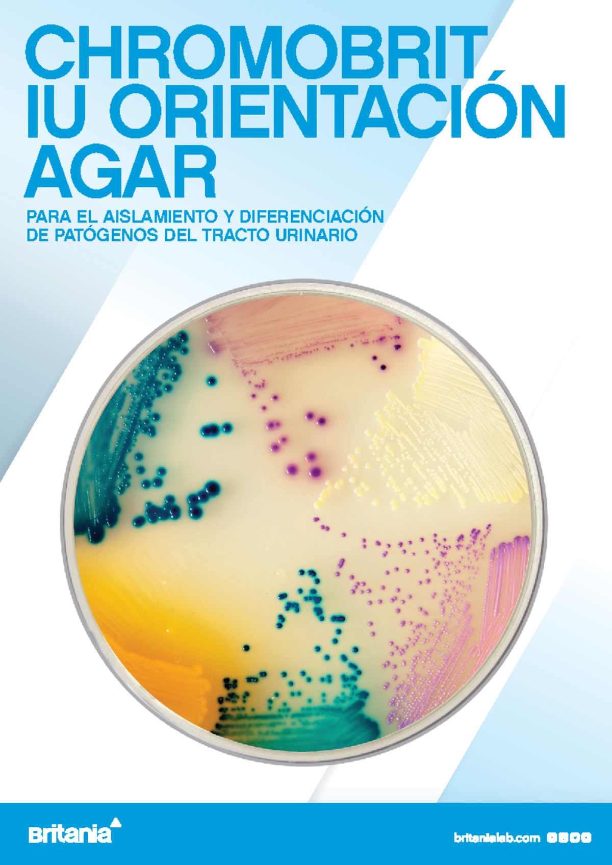 Cromogenico uro colonias - Bacteriologia - UABJO - Studocu