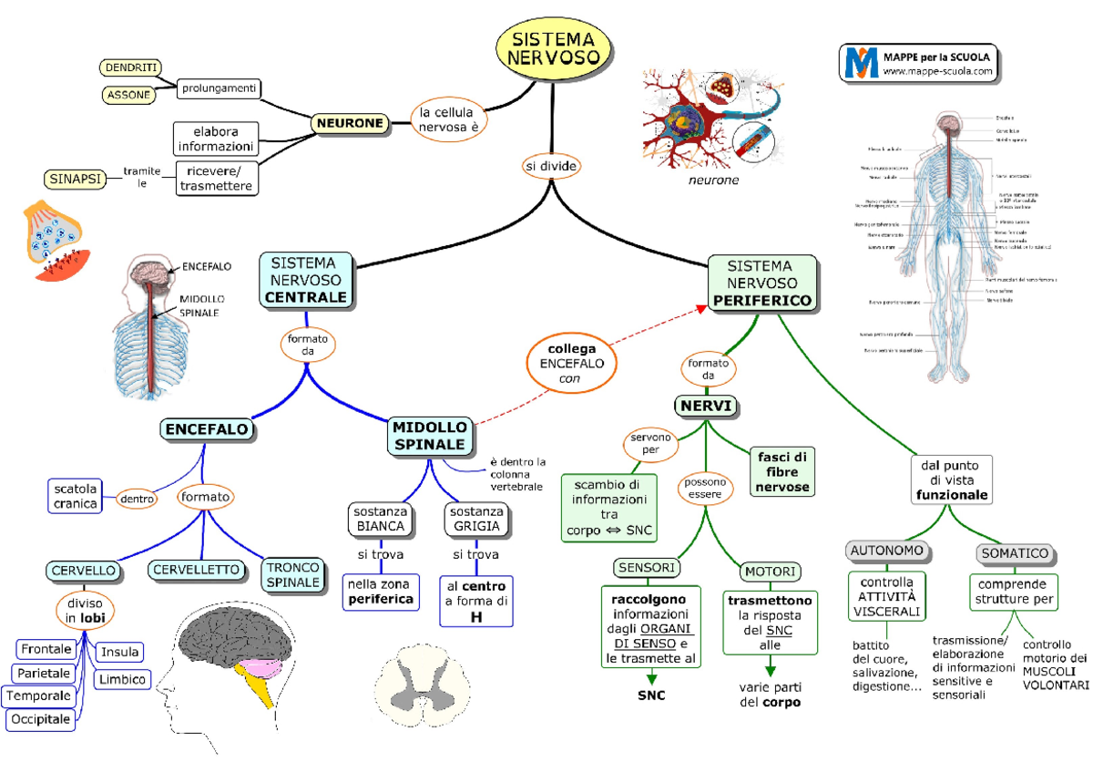 Sistema nervoso - corpo umano - Mappe scuola - anatomia - Studocu