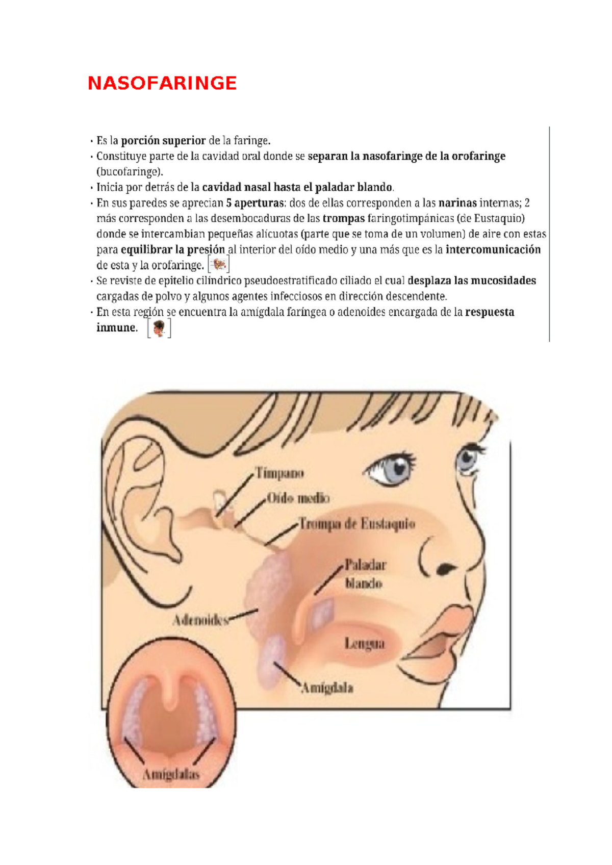 Nasofaringe - Resumen Anatomía Normal - NASOFARINGE OROFARINGE ...