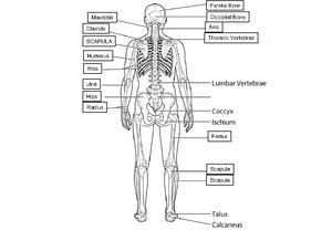 Chapter 15 - Respiratory System - Chapter 15 Respiratory System Lecture ...
