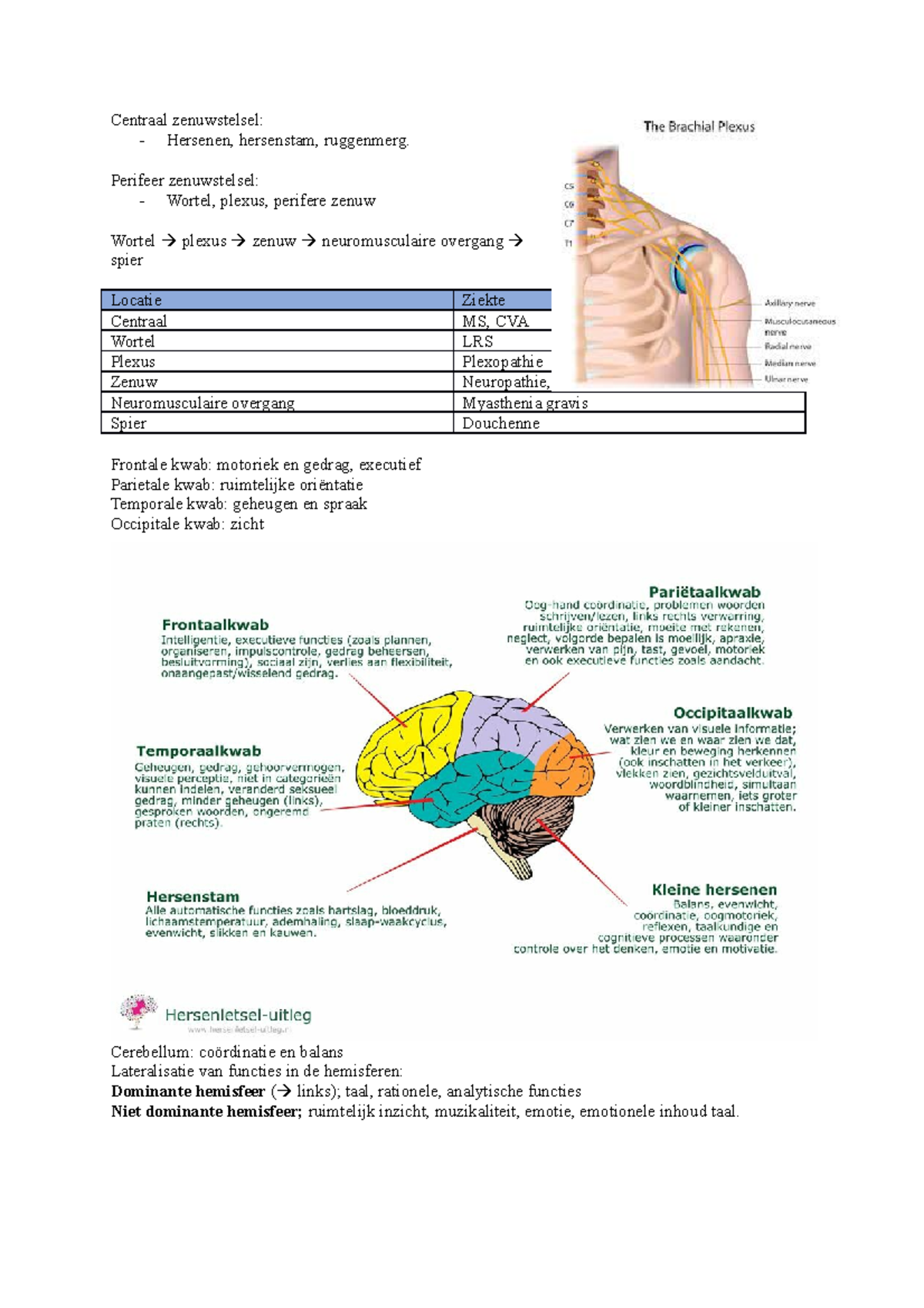 College neurologie - Centraal zenuwstelsel: - Hersenen, hersenstam, ruggenmerg. Perifeer ...